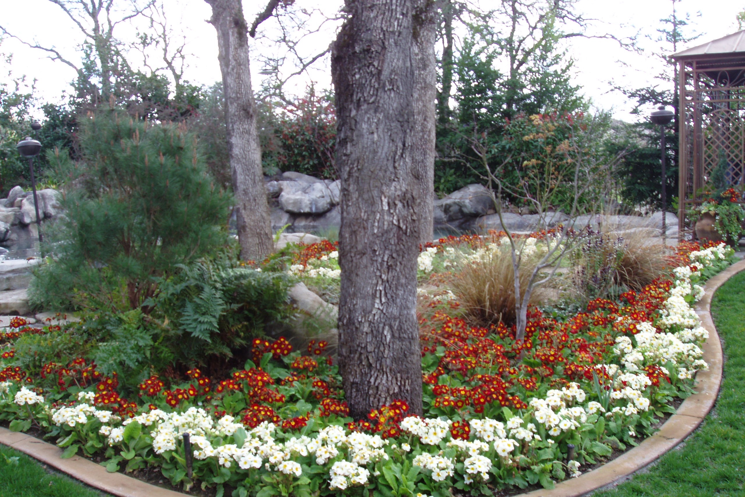 Fall & Winter Flower Beds - Landscape Makeover | Folsom & Sacramento